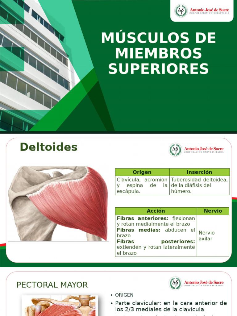 Musculos de Miembro Superior | PDF | Mano | Codo