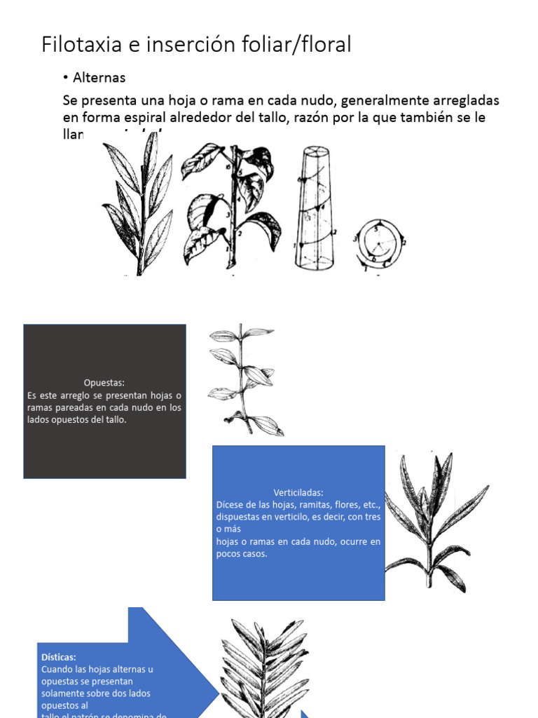 Trabajo Filotaxia | PDF
