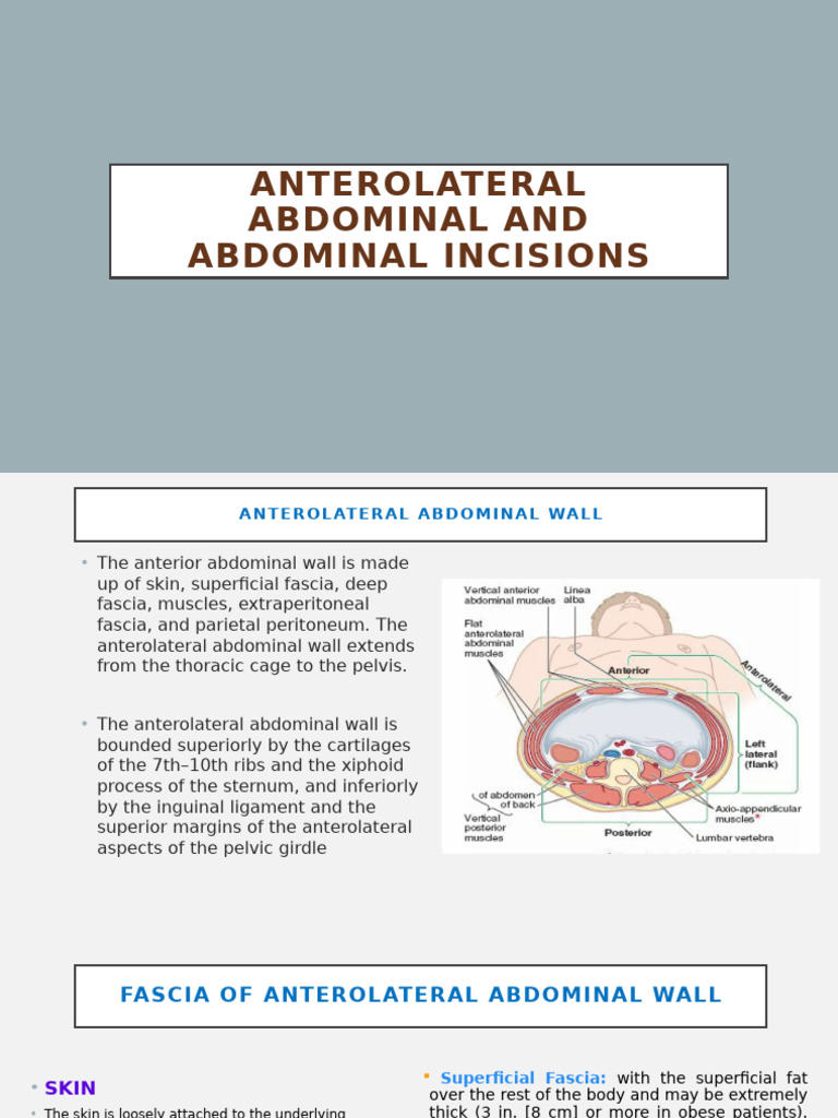 Anterolateral Abdominal Wall and Abdominal Incisions | PDF | Abdomen ...