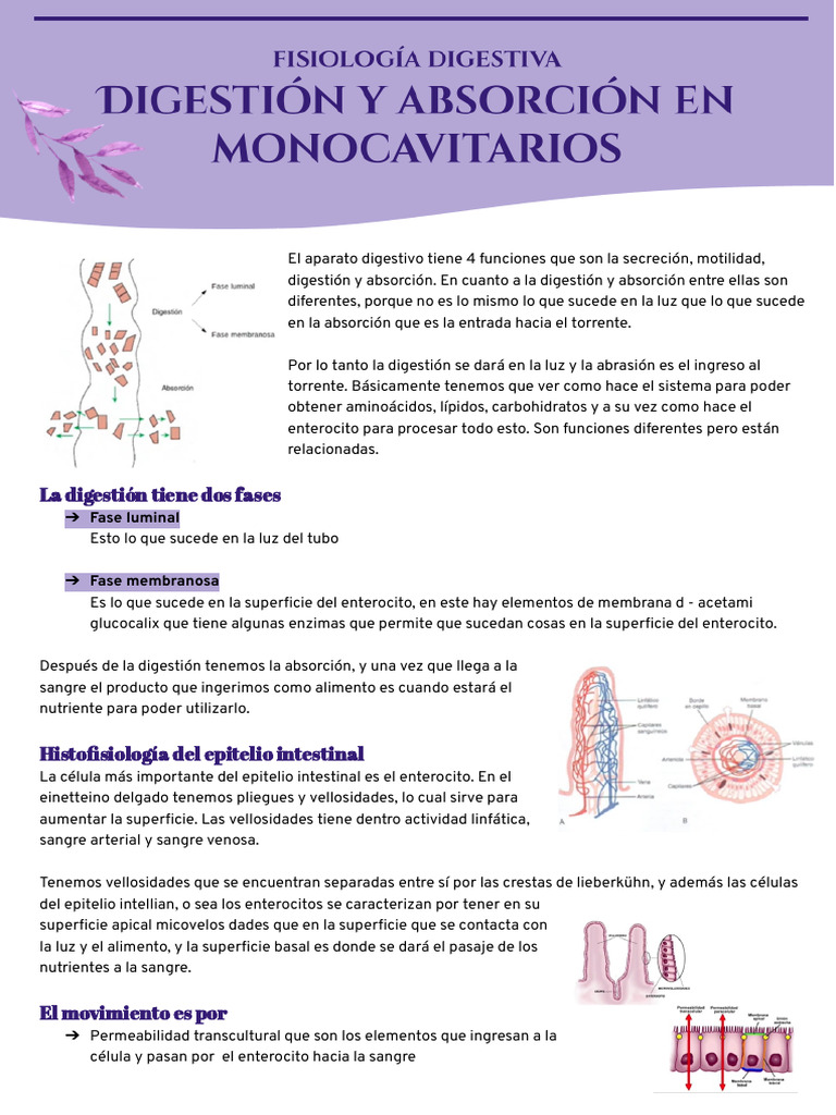 Digestión y Absorción en Monocavitarios | PDF | Digestión | Bilis