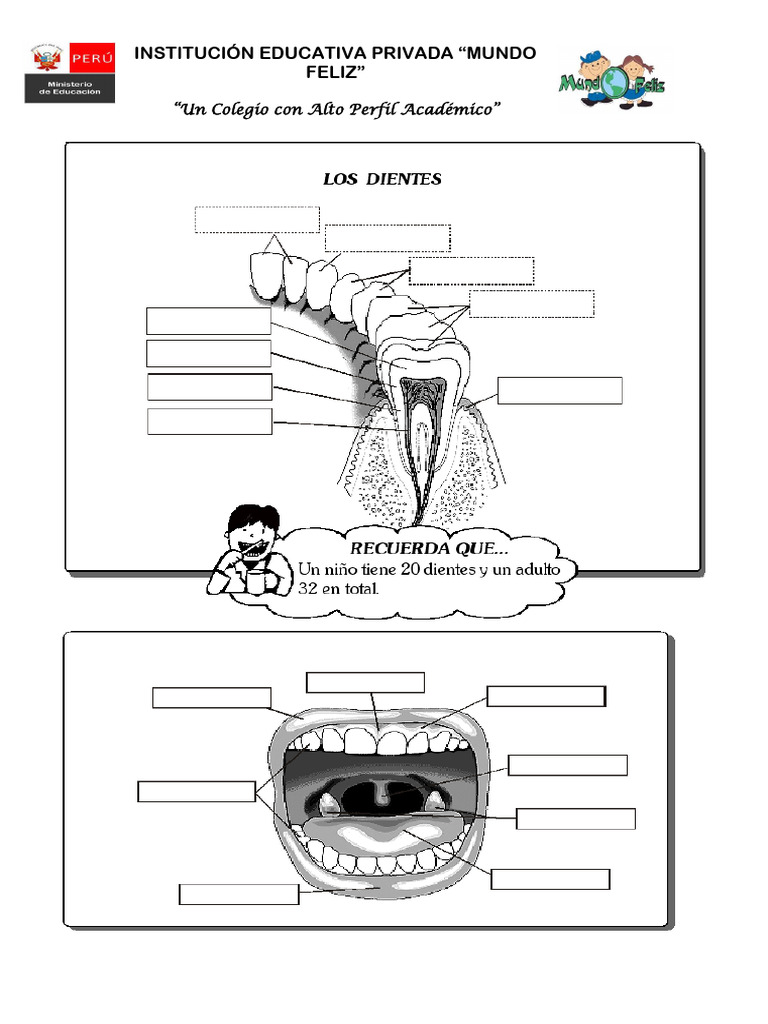 Copias de Sexto | PDF | Sistema digestivo humano | Digestión