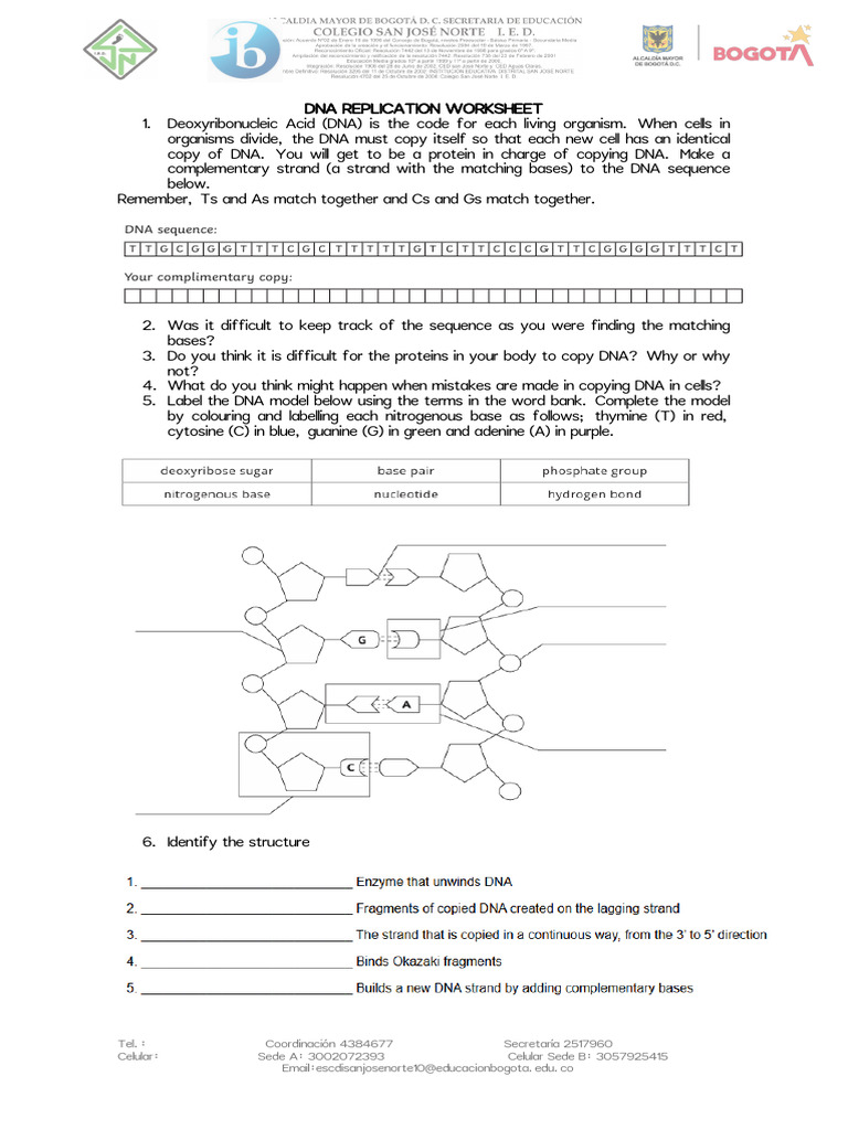 DNA Replication WS | PDF