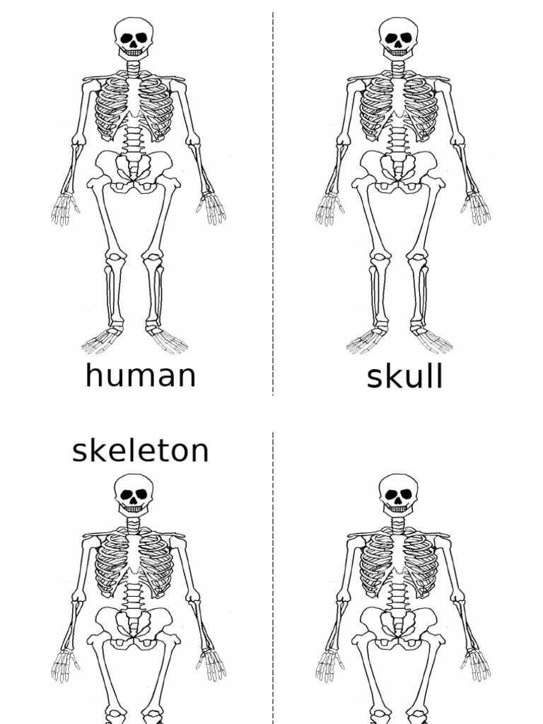 Skeleton Book | PDF