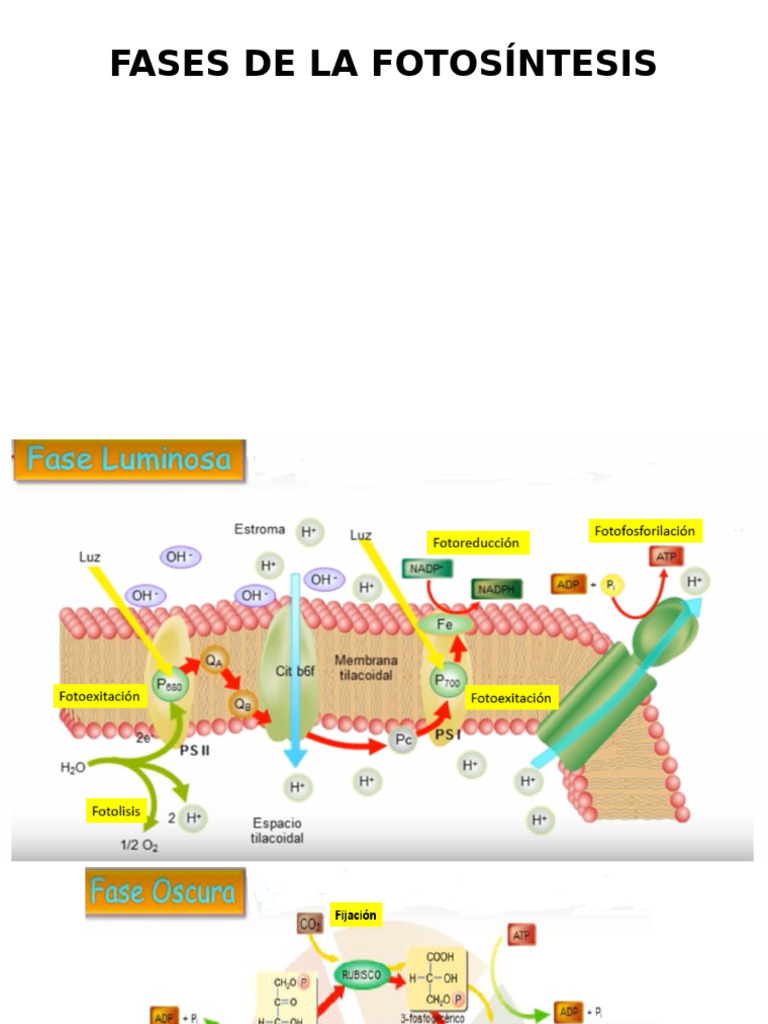 Fases de La Fotosíntesis | PDF