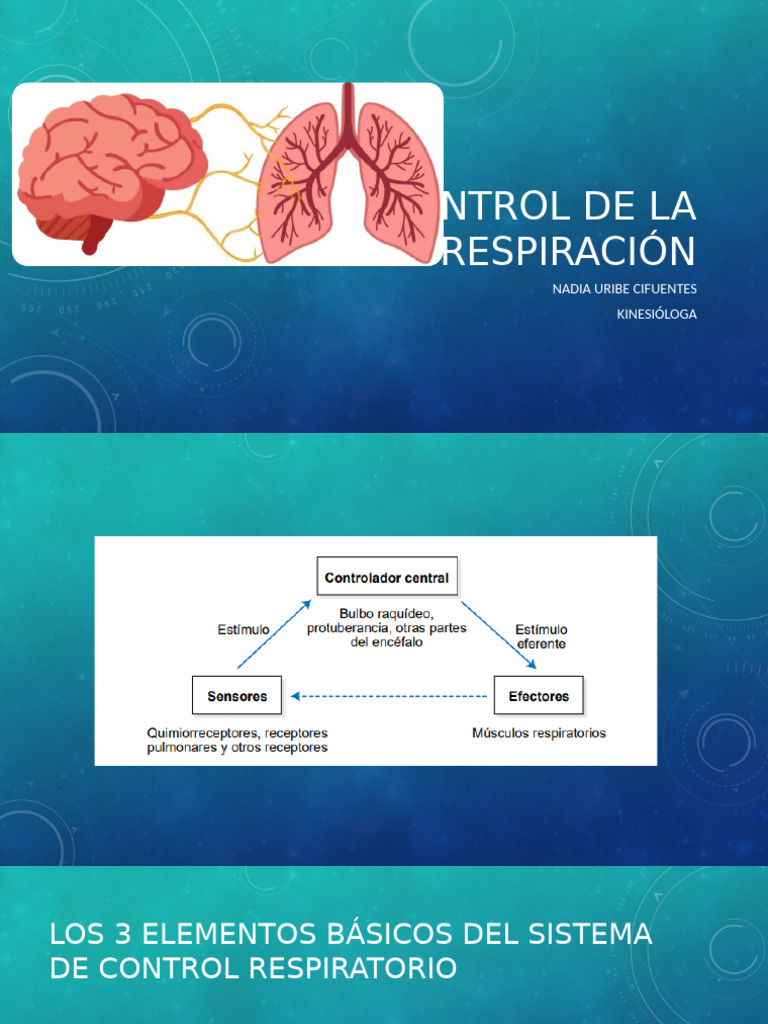 Elementos del Control Respiratorio | PDF | Sistema respiratorio ...