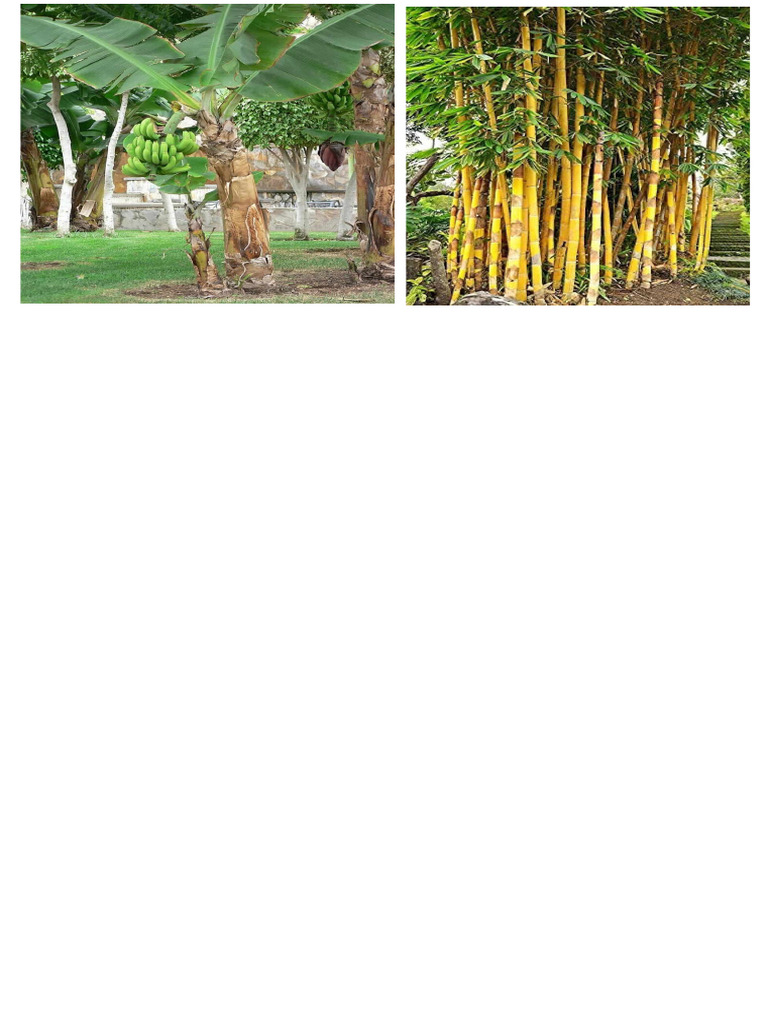 Plants | PDF