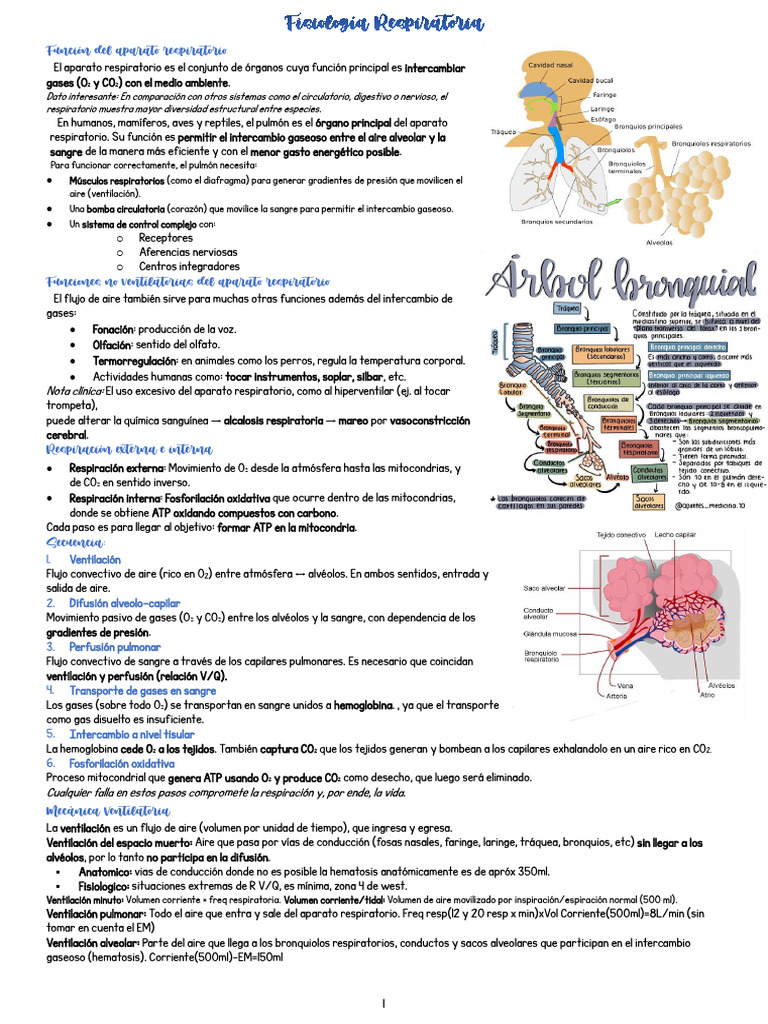 Fisio Respi 1 | PDF | Sistema respiratorio | Pulmón