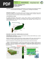 Limbo | PDF | Hoja | Botánica