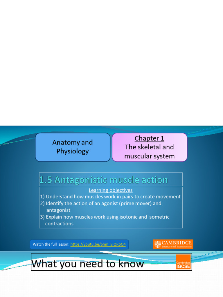 1.5 Antagonistic Muscle Action | PDF | Muscle Contraction | Joints