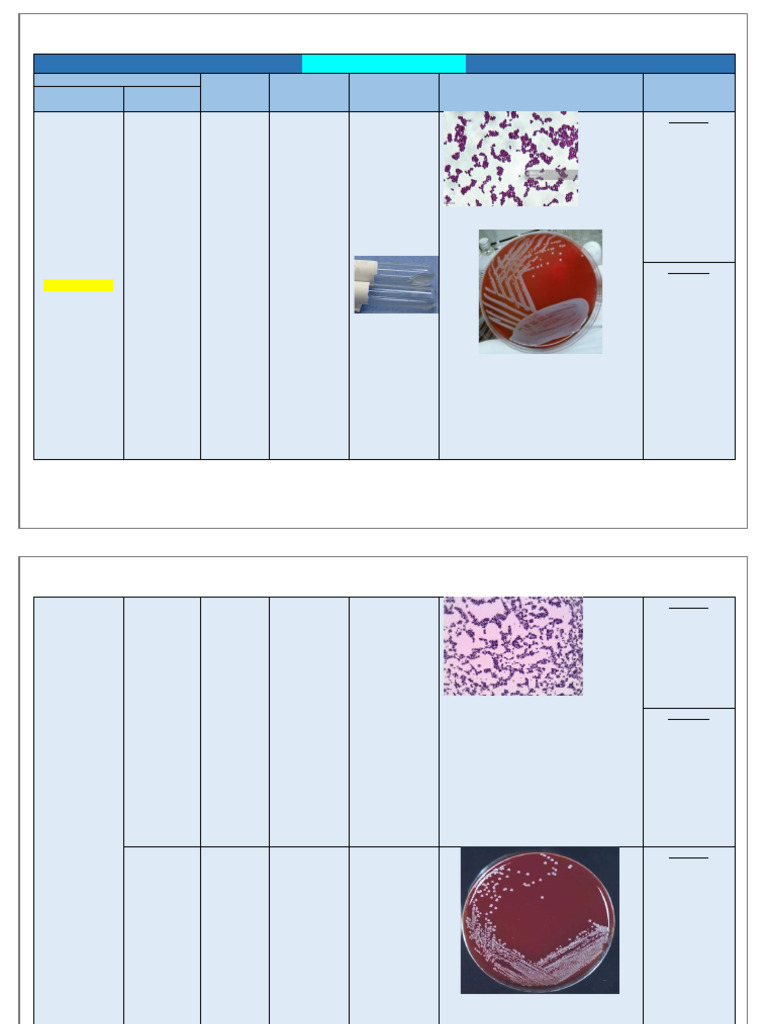 Bacteriology Organism Table | PDF | Mycobacterium | Urinary Tract Infection