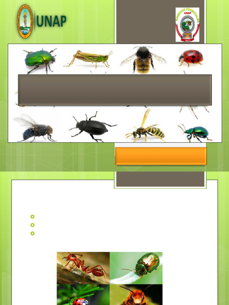 C1. Introducción A La Entomología | PDF | Insectos | Plaga (organismo)
