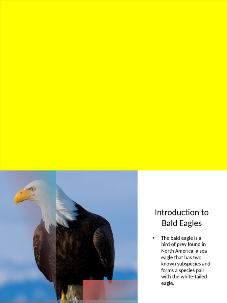 Bald Eagle Lifespan and Conservation | PDF