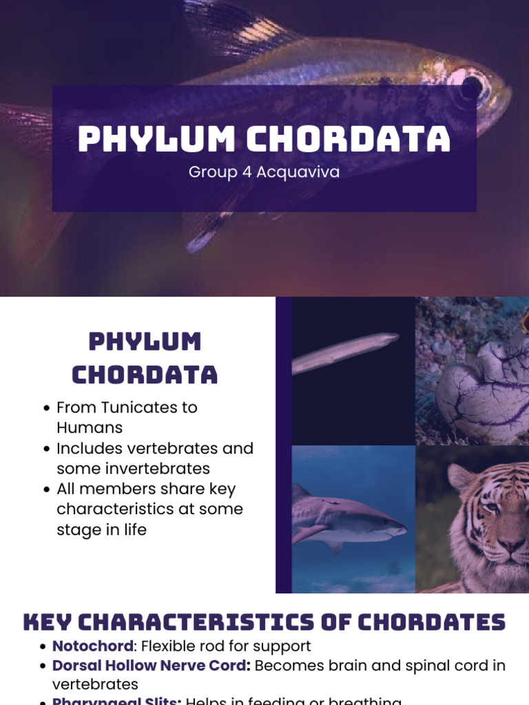 Invertebrates.pdf | PDF