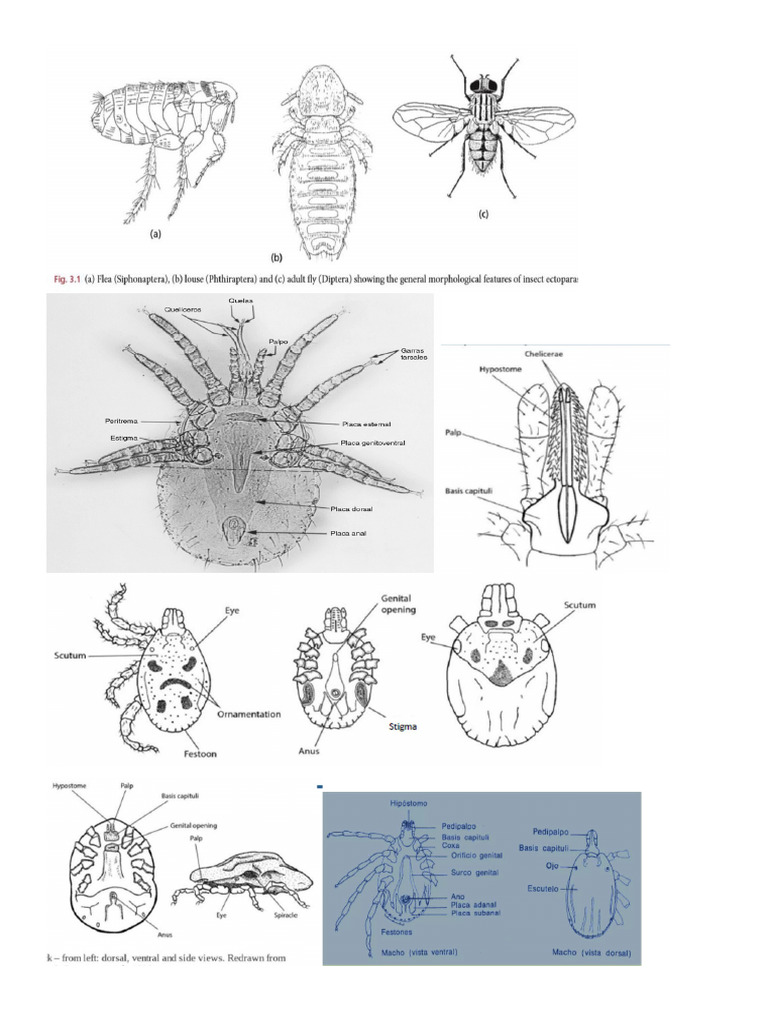 Morfología de la garrapata, mosca, nuche, pulga, piojo | PDF