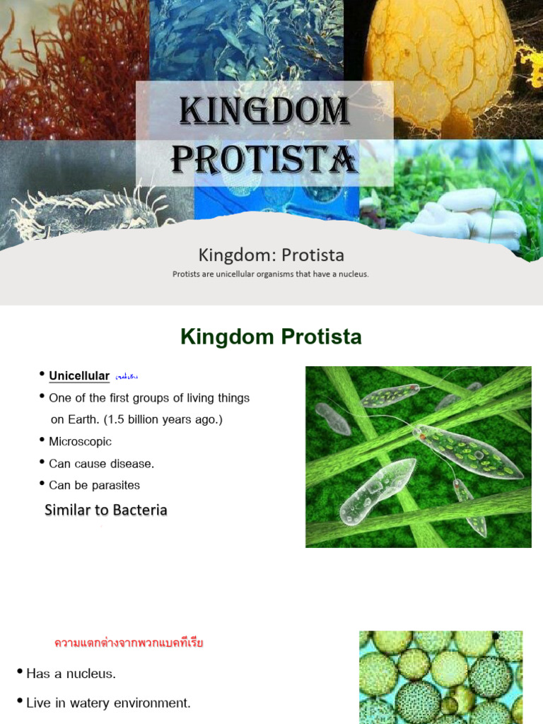 Kingdom Protista | PDF