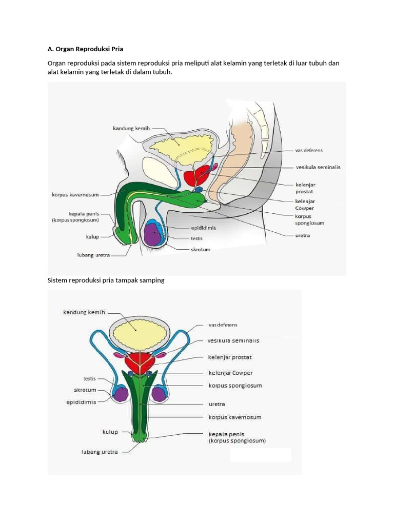 Fungsi Organ Reproduksi Pria | PDF