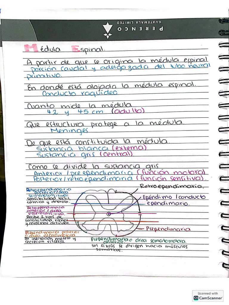 Médula - Guías - Histo | PDF