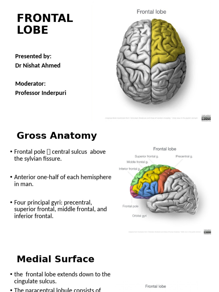 FRONTAL LOBE, Hand Muscles, Eeg, 2 Papers - 5 Presentations | PDF | Frontal Lobe | Memory