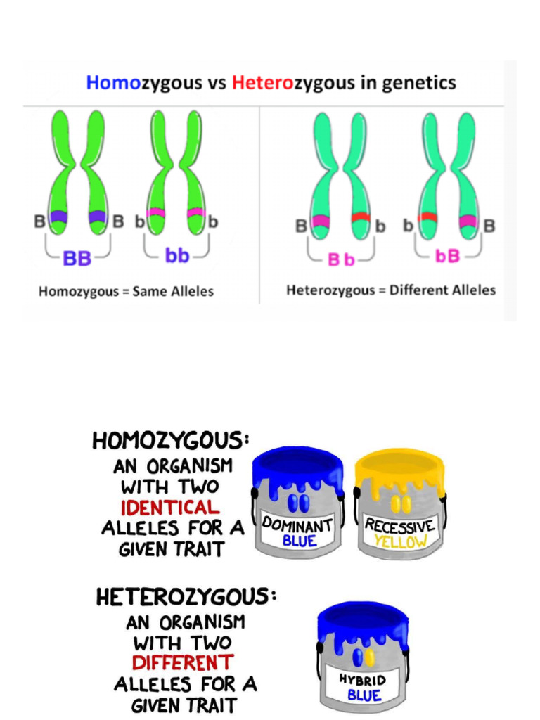 Homozygous Vs Heterozygous | PDF
