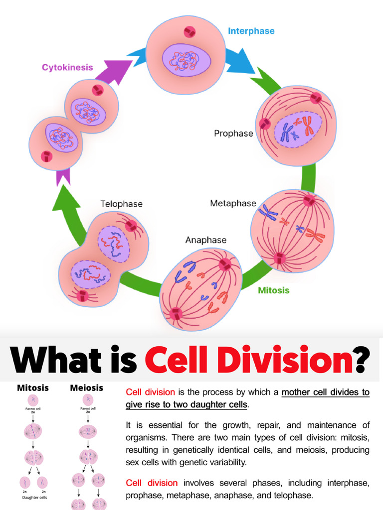 Cell Division | PDF
