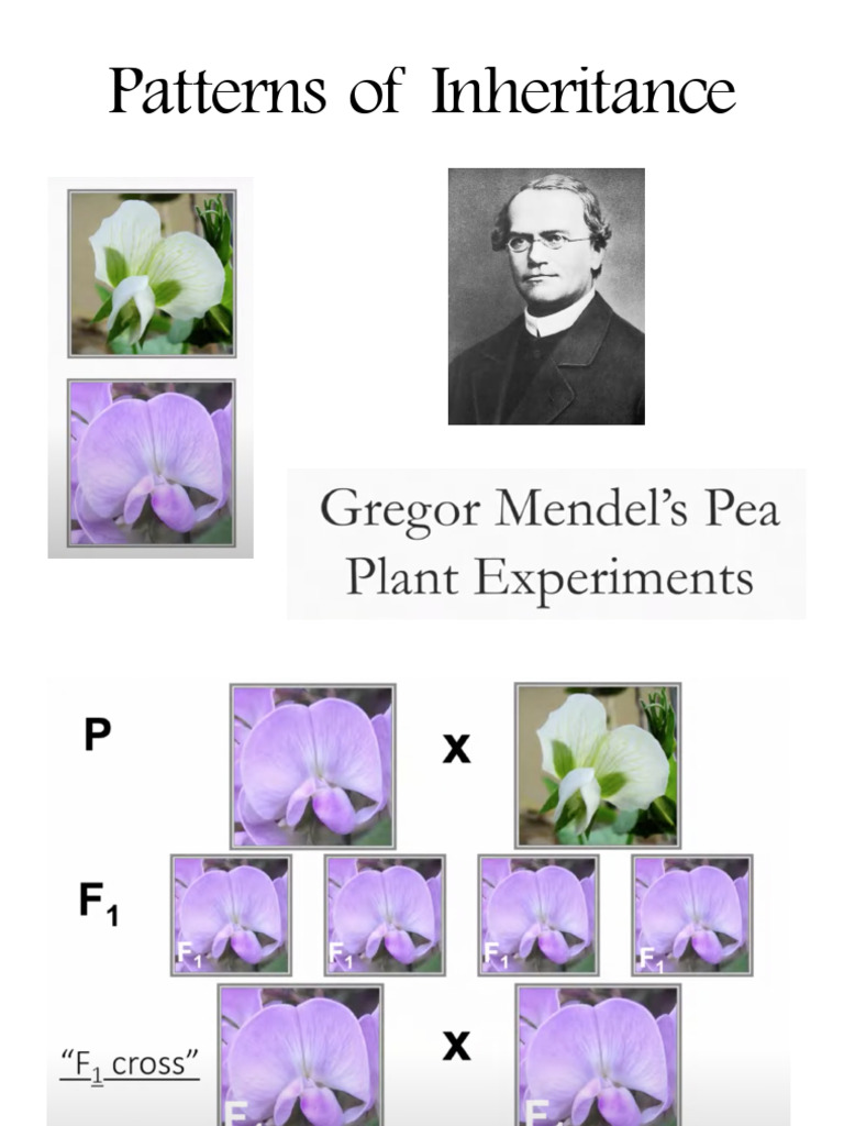 -Patterns of Inheritance | PDF | Dominance (Genetics) | Allele