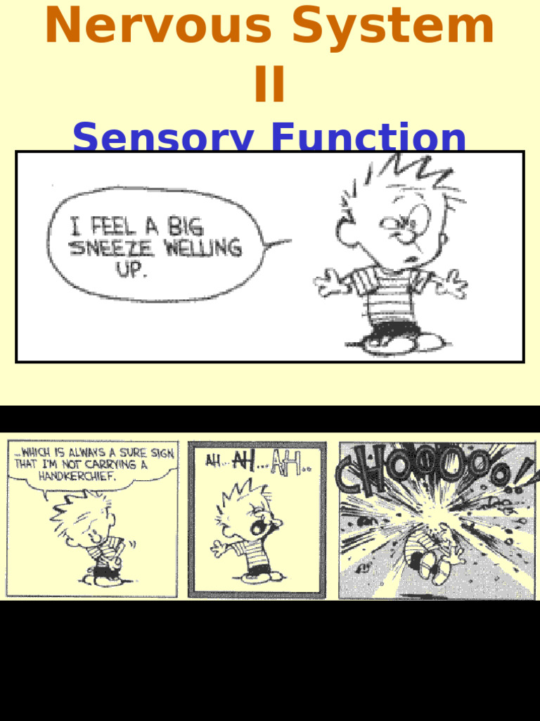 DR - Akuei Special Senses 2 | PDF | Senses | Taste