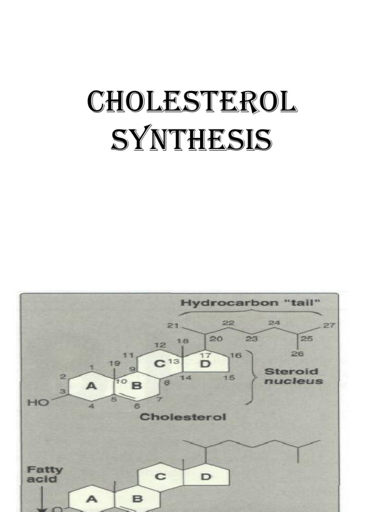Cholesterol Synthesis | PDF | Cholesterol | High Density Lipoprotein