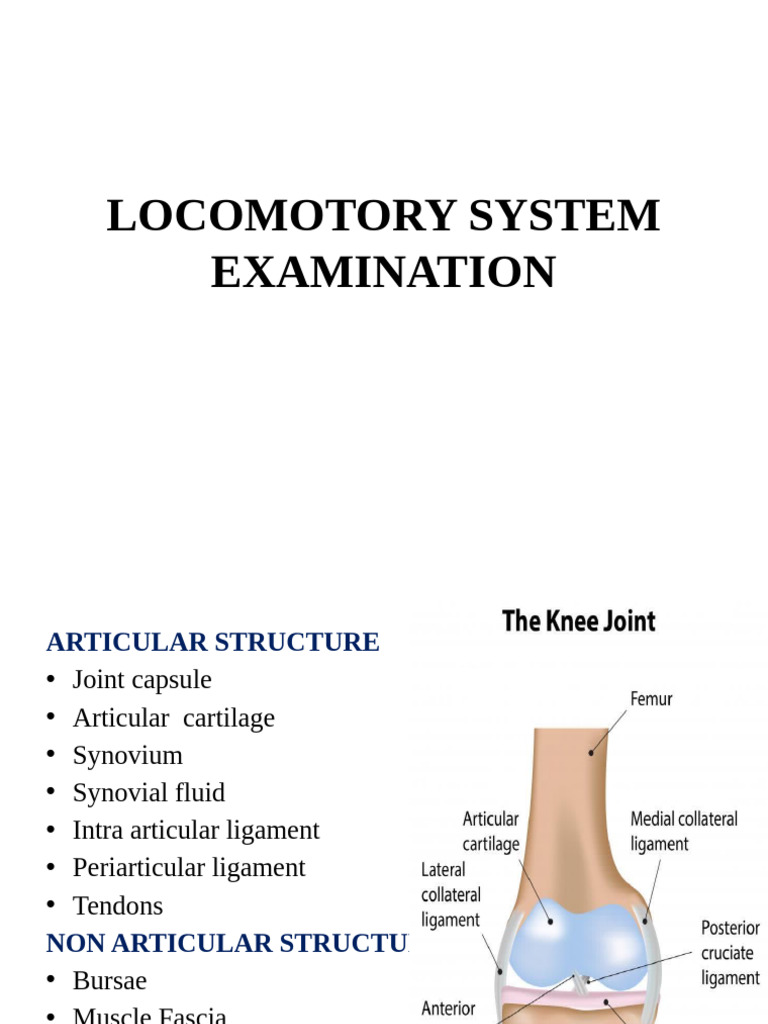 Locomotory System Examinataion | PDF | Anatomical Terms Of Motion | Knee