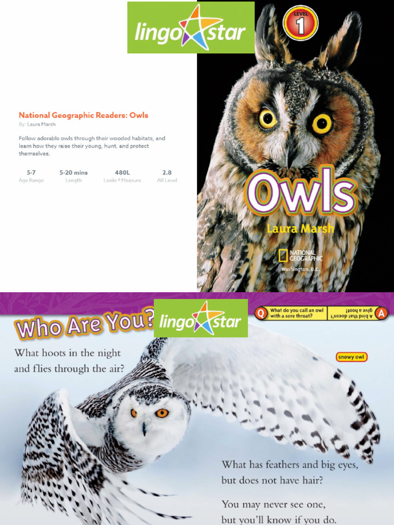 2.8 Owls | PDF