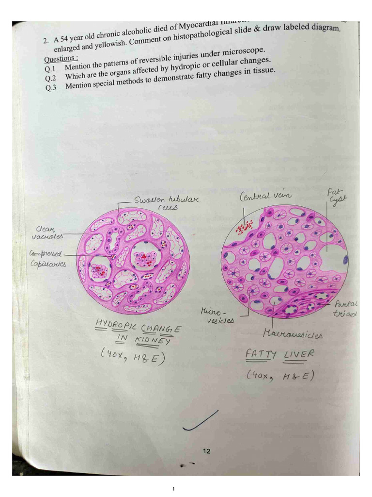 Pathology Logbook Diagrams | PDF
