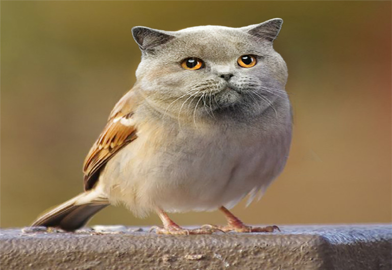 Ptako Kot Emilia Książek A3 | PDF