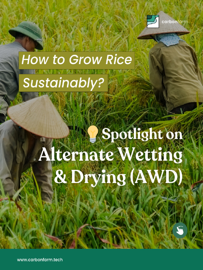 Spotlight On Alternate Wetting and Drying 1744206771 | PDF