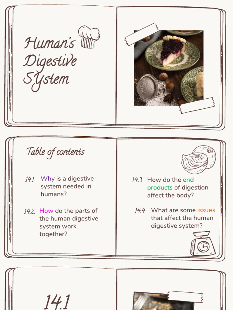 Understanding Human Digestion Process | PDF | Digestion | Human ...
