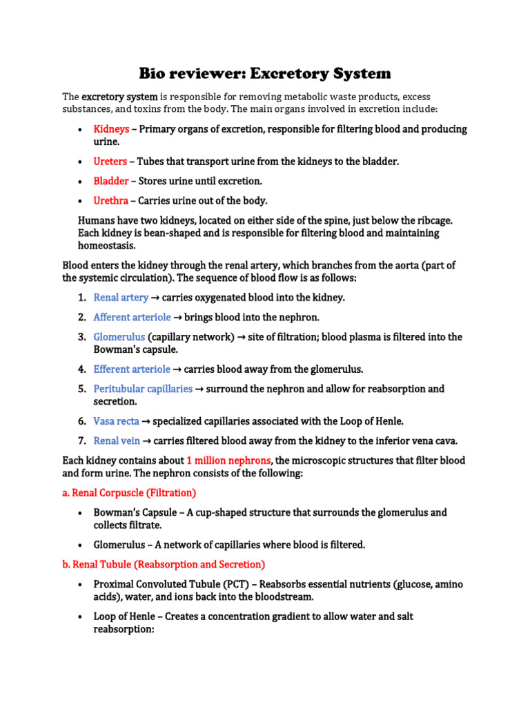 Bio-Reviewer - EXCRETORY SYSTEM | PDF | Kidney | Angiotensin