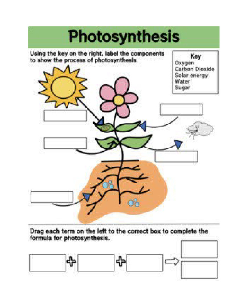 Worksheet Science Year 4 | PDF