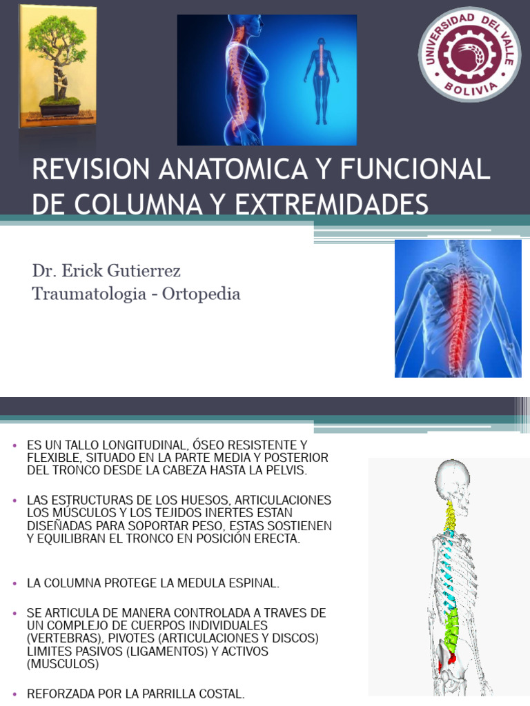 Anatomía y Función de la Columna Vertebral | PDF | Vértebra | La ...