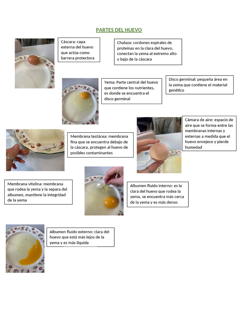 Partes Del Huevo | PDF