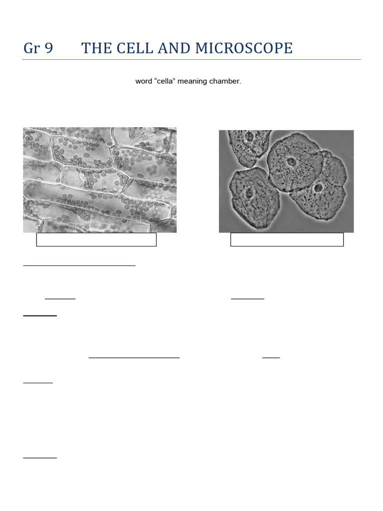 Understanding Cells and Microscopes | PDF | Cell (Biology) | Vacuole