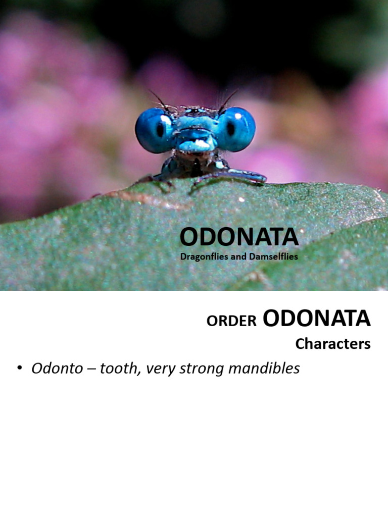 3 Odonata | PDF