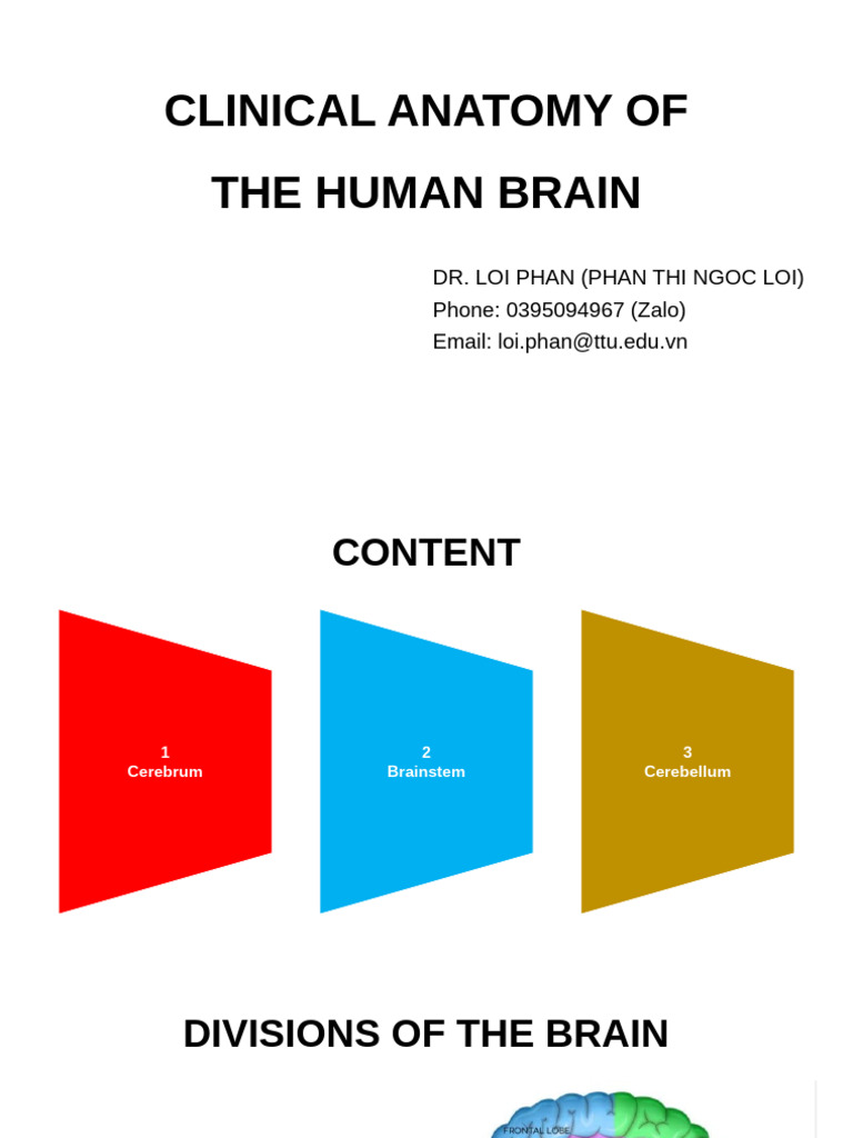 L1 Anatomy of The Human Brain | PDF