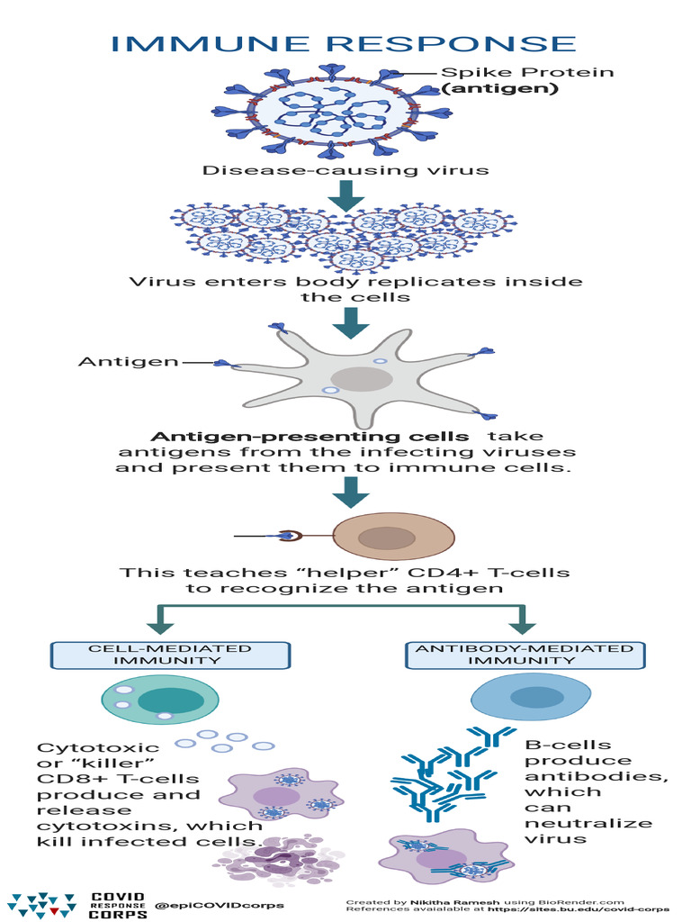 Immune Response Final | PDF