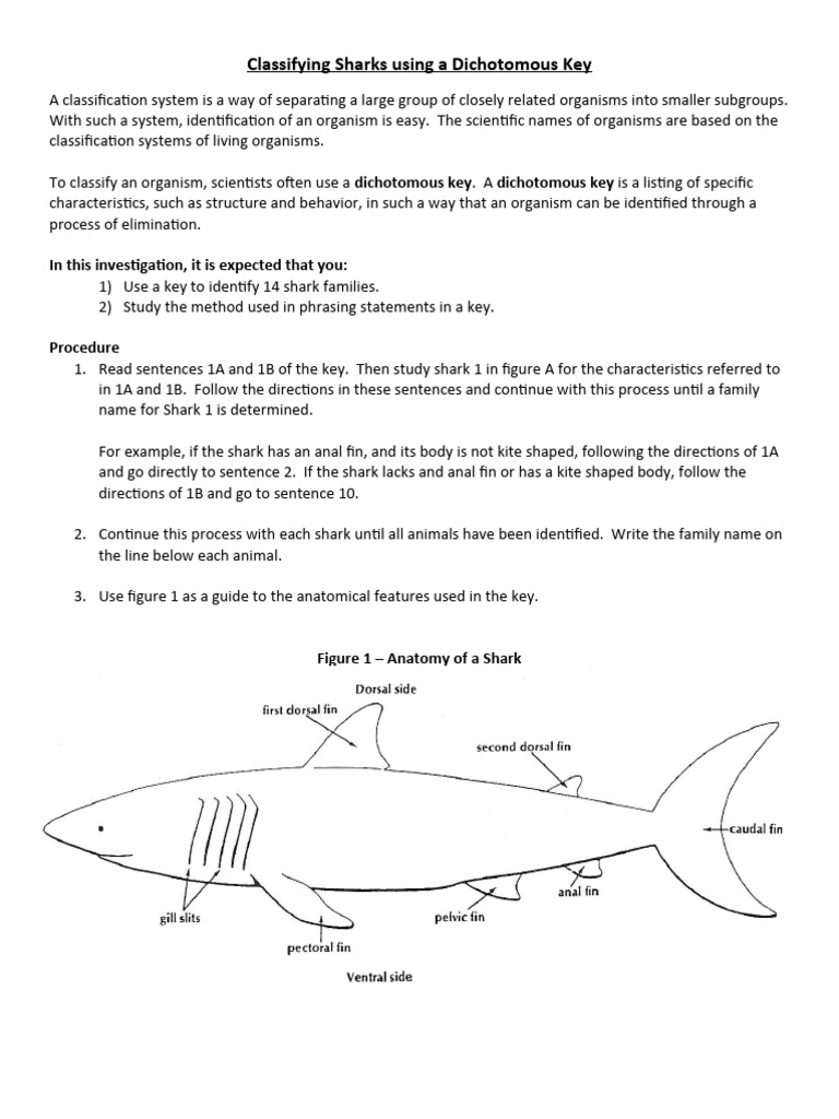 Lab 4 Shark Dichotomous Key | PDF | Sharks | Fish