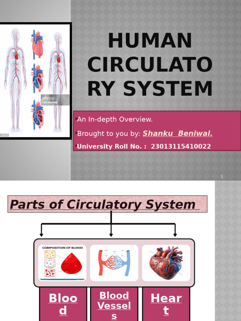 Human Circulatory System | PDF | Blood Vessel | Heart