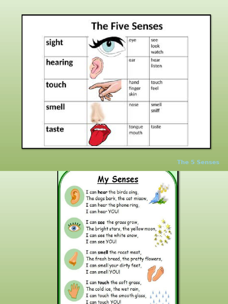 The Five Senses | PDF