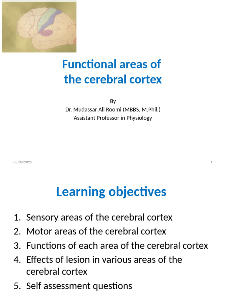 Cerebral Cortex Functional Areas Overview | PDF | Cerebrum | Cerebral ...