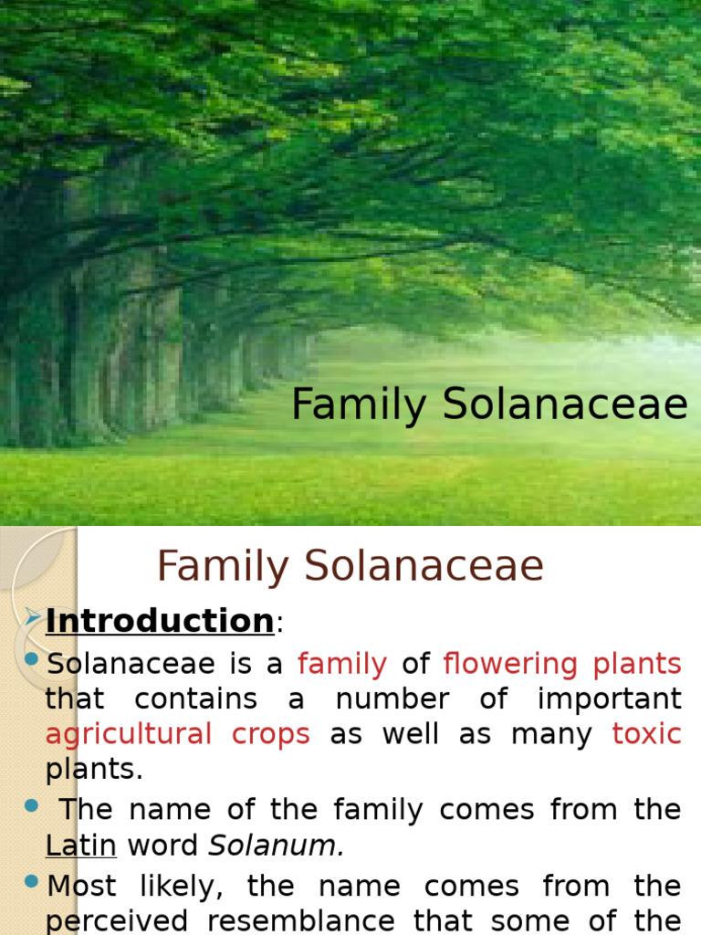 Family Solanaceae | PDF