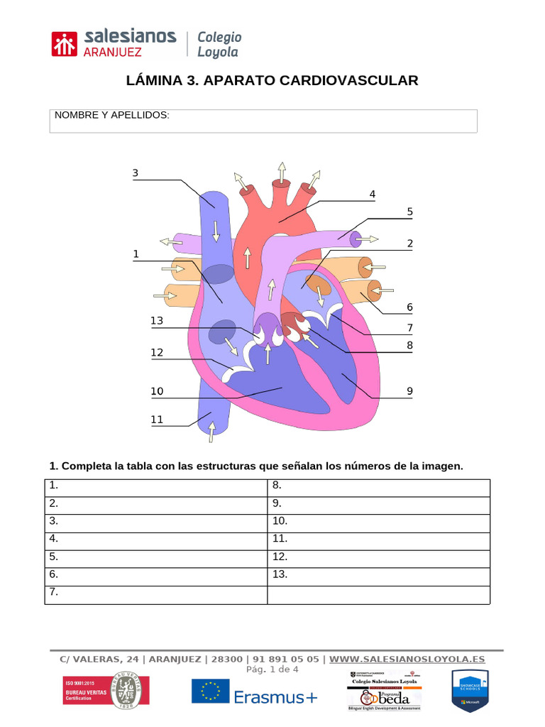 05 - Lámina 3 - Sistema Cardiovascular - Anatomía - 1ºBTO - 2024 - 25 ...