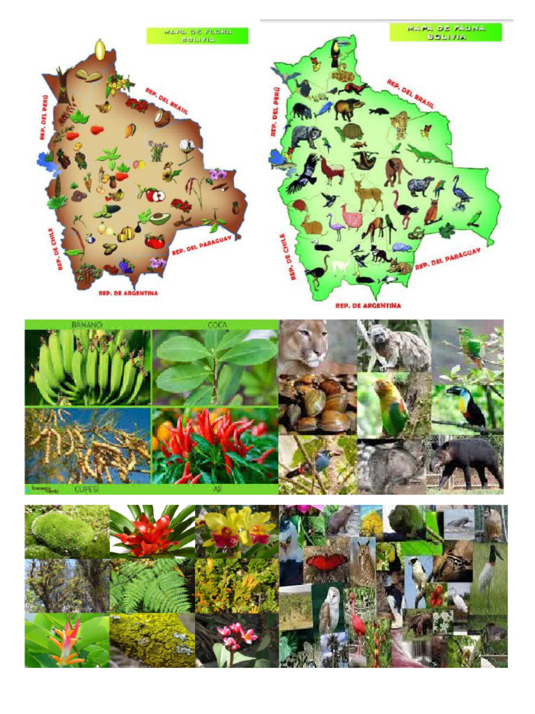 Flora Fauna de Bolivia | PDF