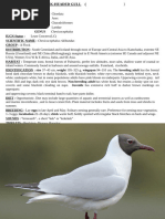 UK Gull Identification Guide | PDF | Gull | Birds