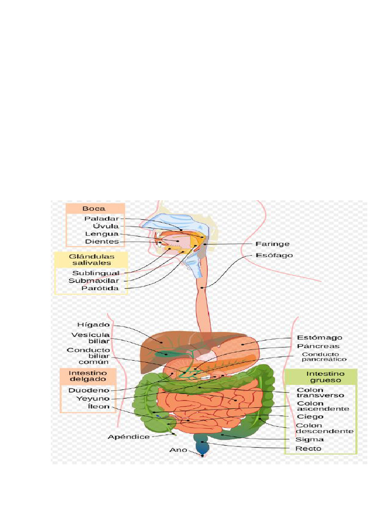 Preguntas Sobre El Proceso de La Digestión Humana, Sus Partes y ...